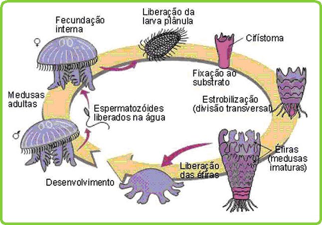 ESTUDANDO CIÊNCIAS...: A reprodução dos Cnidários...