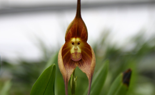 As minhas flores: É uma flor-macaco?