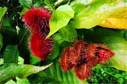 Lo Ultimo En Medicina: Conoce los usos y beneficios de la Bija para ...