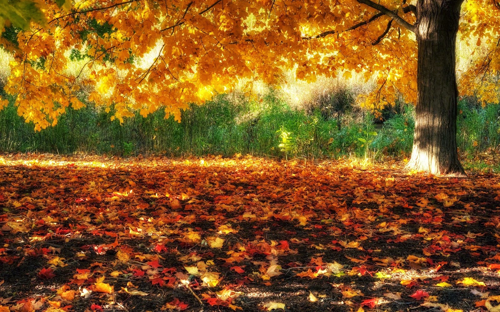 Beautiful Autumn Trees Wallpapers|http://refreshrose.blogspot.com/