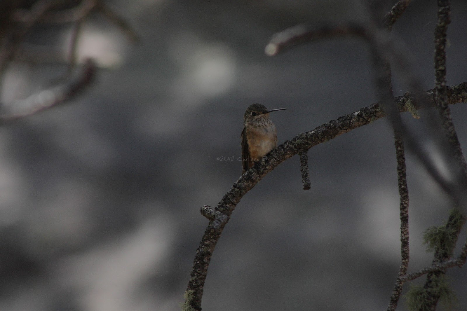Nature Photography and Facts : Torpor