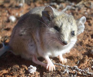 Species Kultarr | Animals In The World