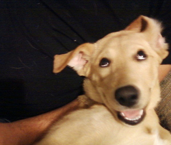 love, elizabethany: smiling dogs will make your day