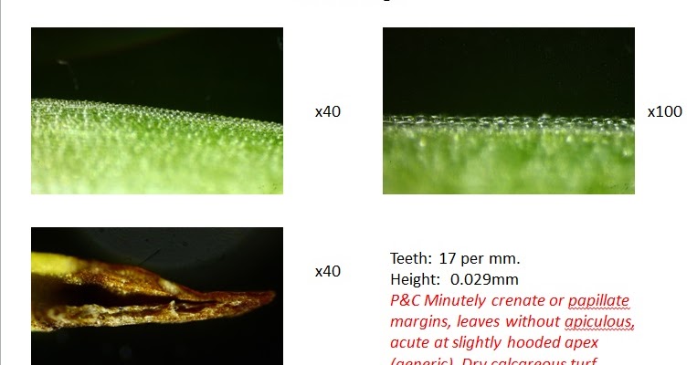 Hooky Natural History: Orchids under the microscope