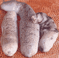 KEDAI HERBA MITRA MUSLIM: GAMAT : HEWAN LAUT DENGAN BERAGAM KHASIAT