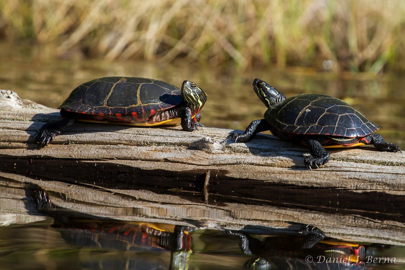 Daniel Berna Photography: Painted Turtles