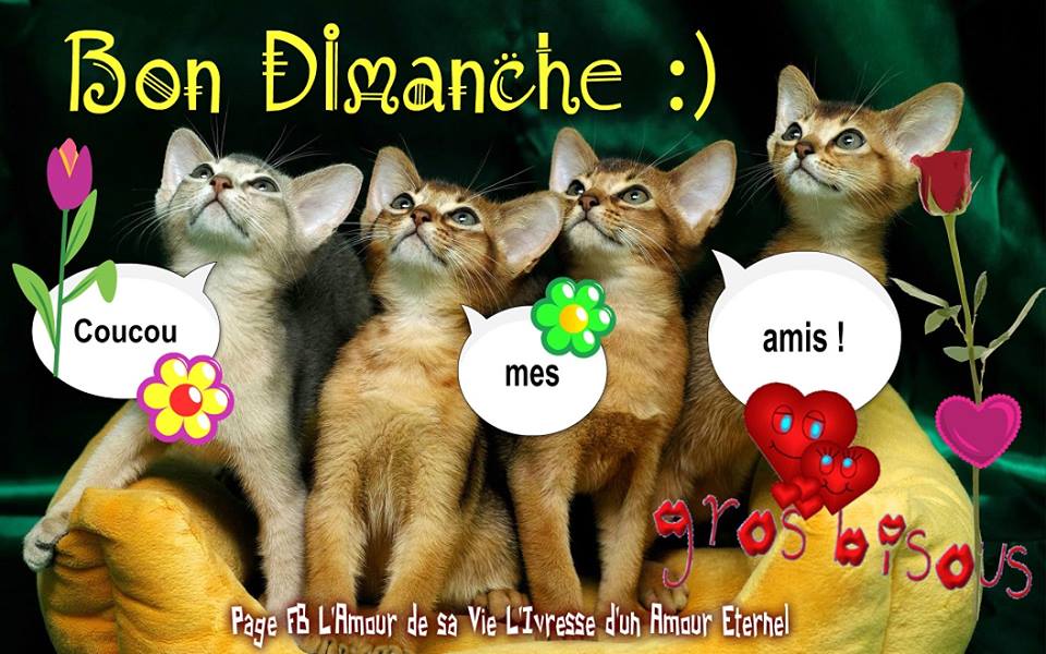 FELICITARI IN IMAGINI: bon dimanche les amis