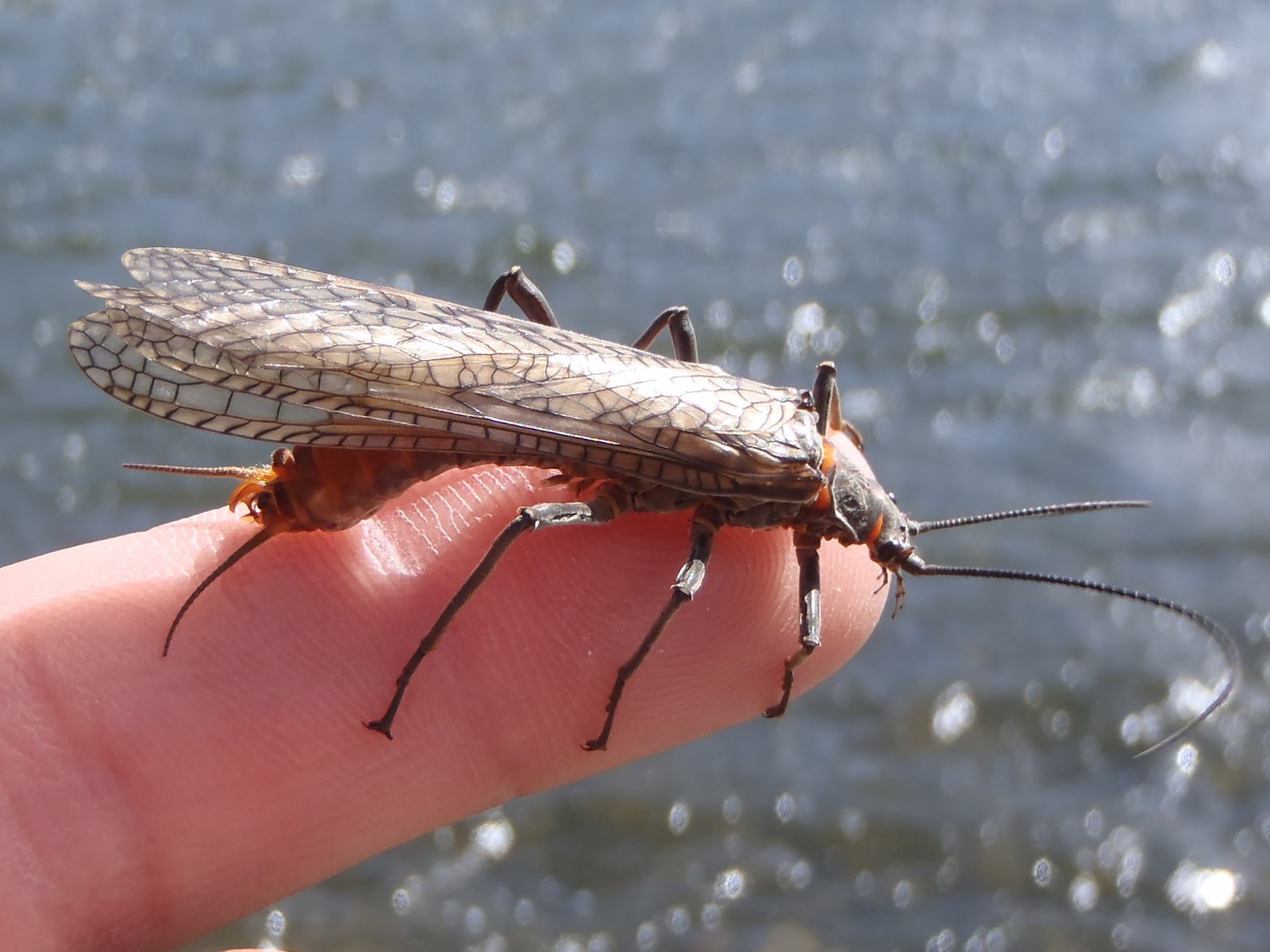 Salmon Fly Insect at Ruby Vannatter blog