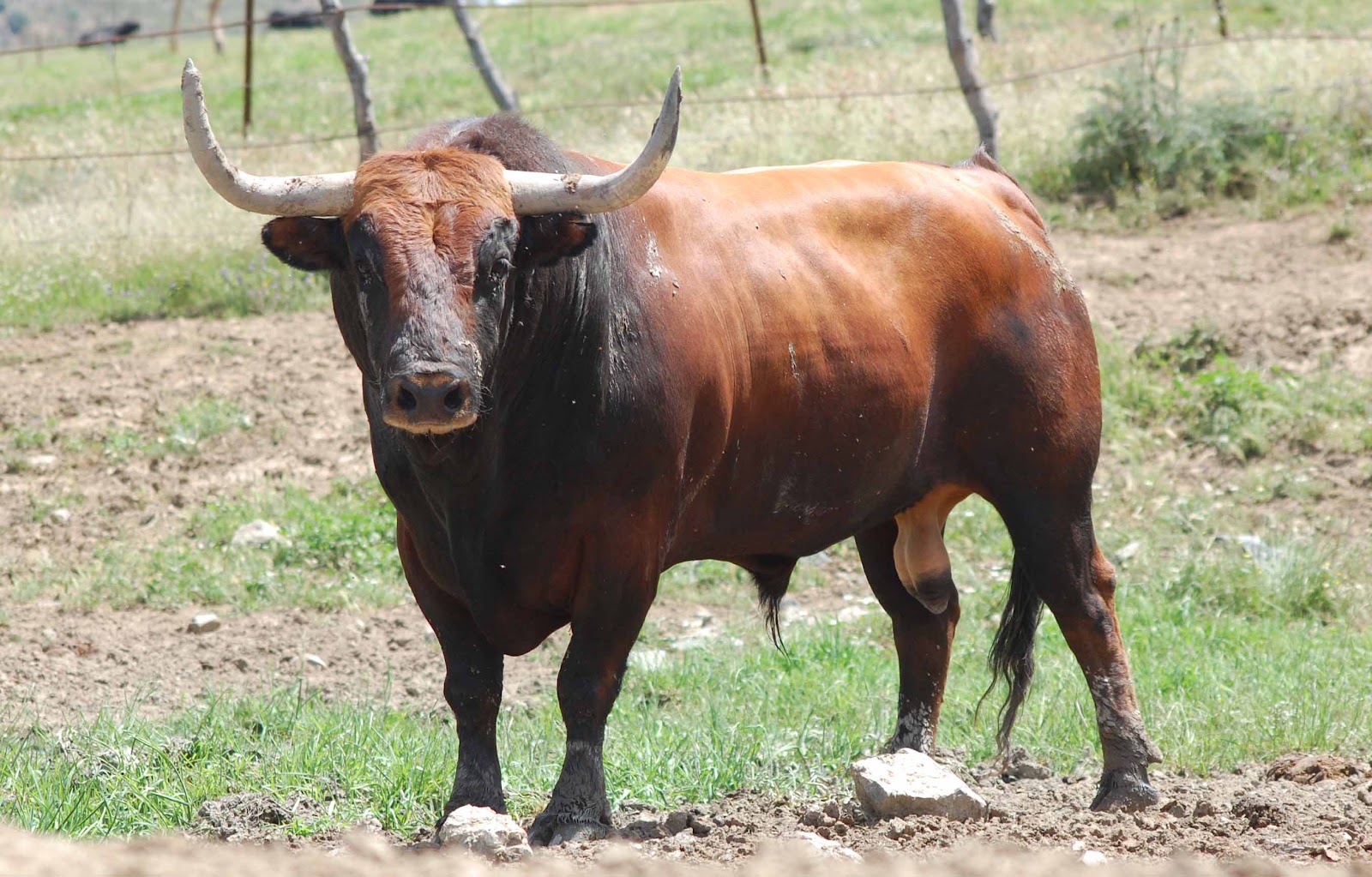 EL RINCON DEL MAESTRO.