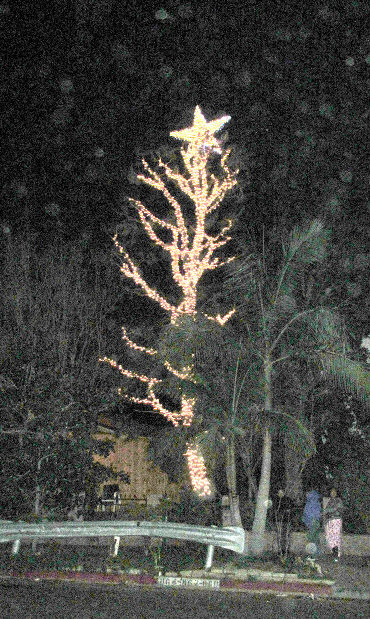 forms traced by light: star tree