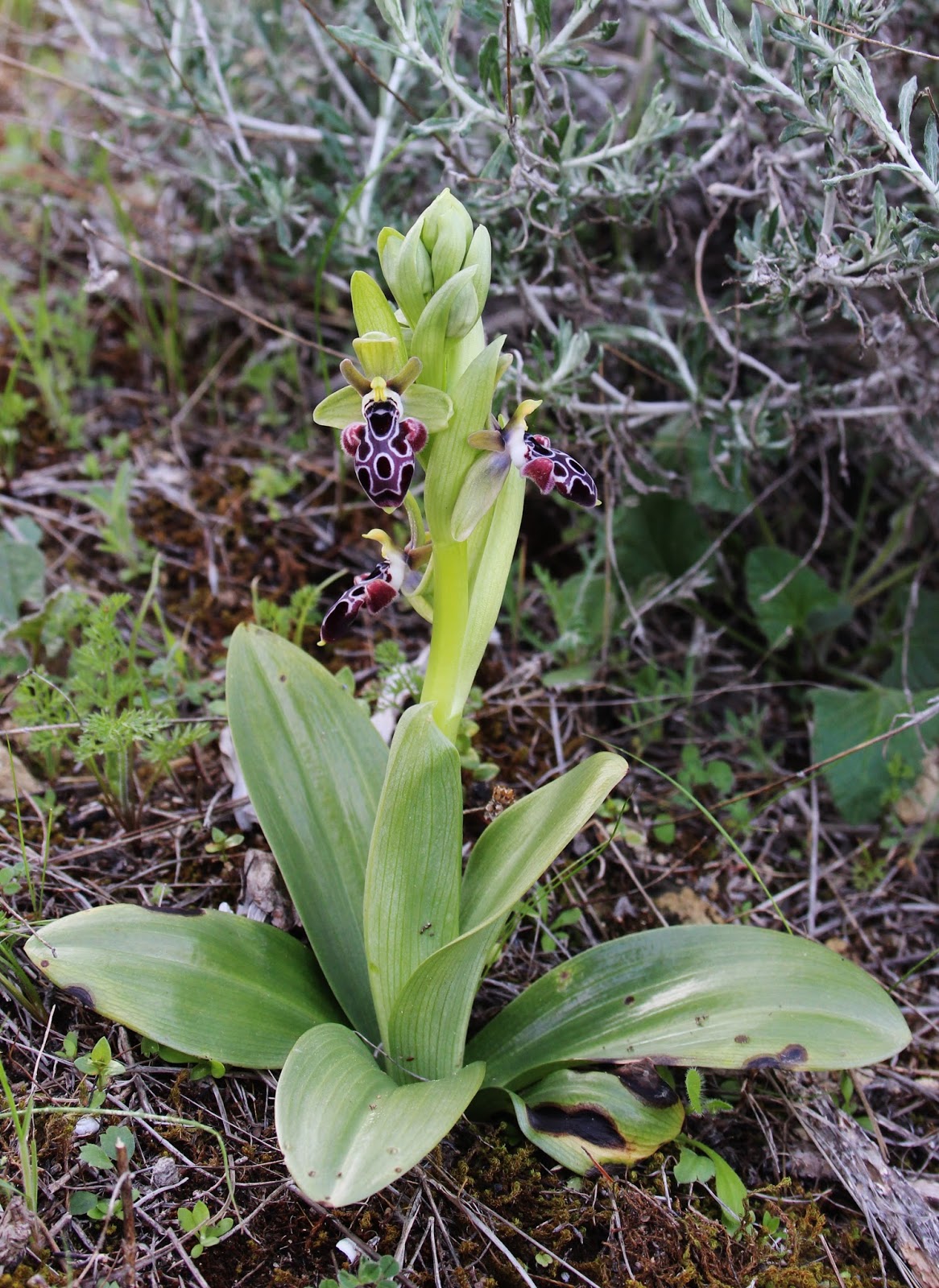 Biodiversity of Cyprus by NGO Protection of the Natural Heritage and ...