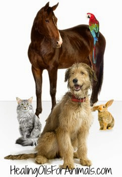 Healing Oils For Animals: How Essential Oils Benefit Our Animals