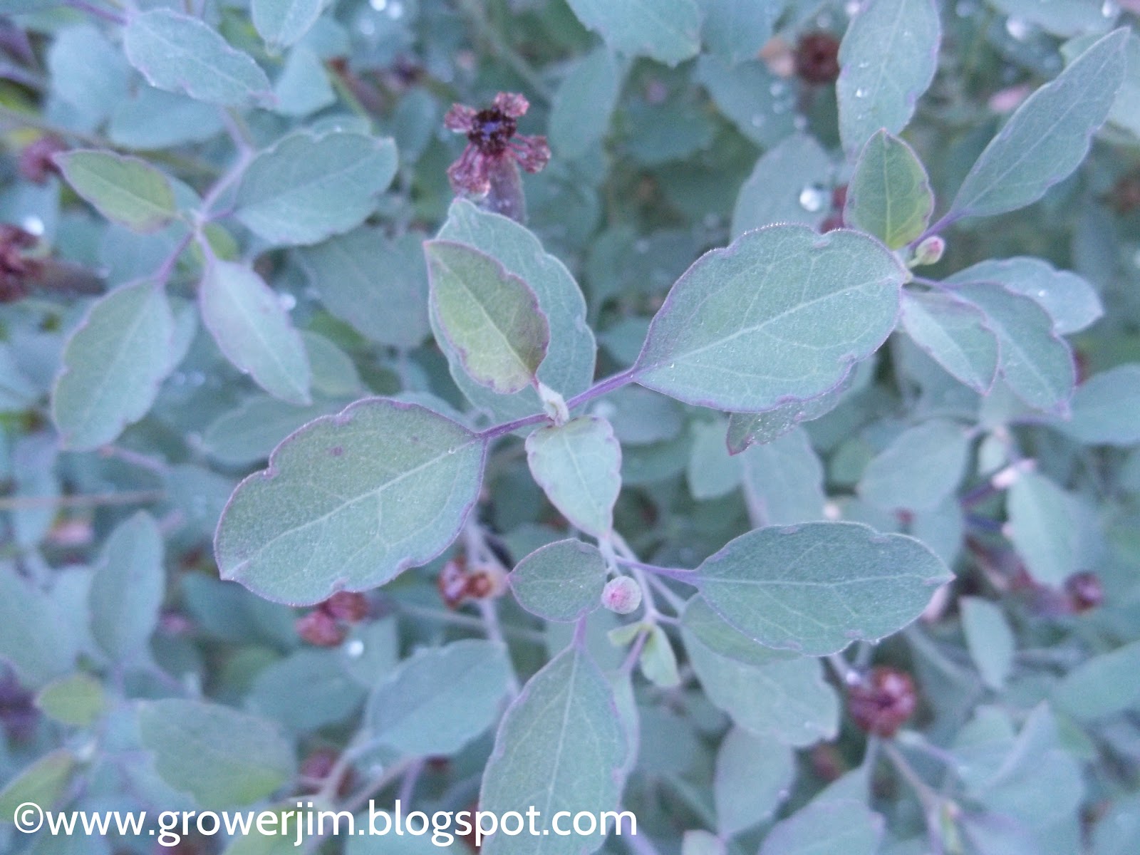 Garden Adventures: Quilquina (Porophyllum ruderale ssp. ruderale)