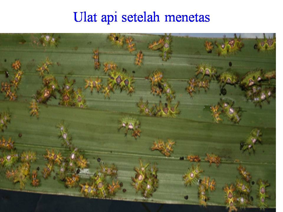 PANDUAN PENGENDALIAN ORGANISME PENGGANGGU TANAMAN (OPT) KELAPA SAWIT ...