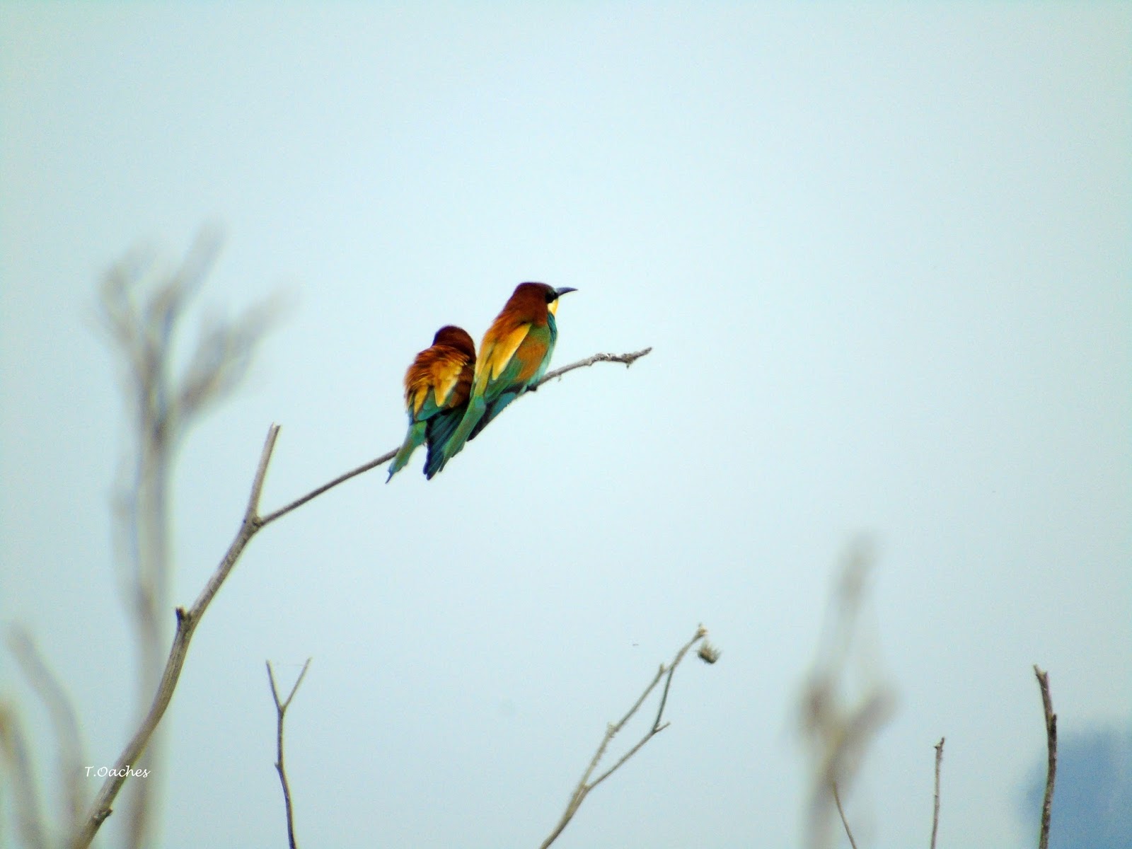 PASARI DIN ROMANIA: PRIGORIE, Merops apiaster
