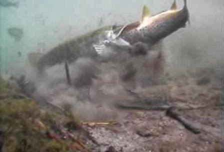 International Fishing News: UNDERWATER VIDEO: Pike attacks and eats a ...