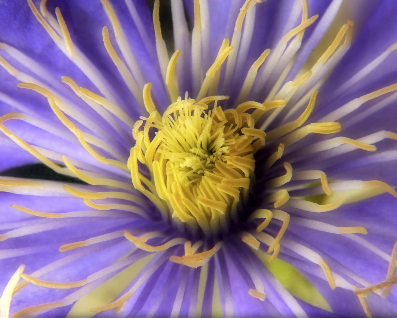 Wallpaper India: 50 Eye Catching Flowers