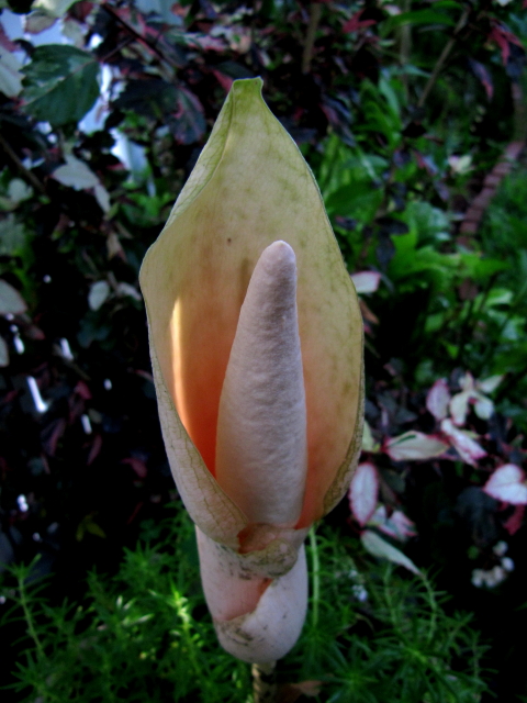 Blogging in Myrtle Glen, a central Florida gardening journal: What a ...