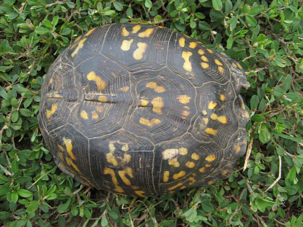 My Father's World: The Week of Box Turtles