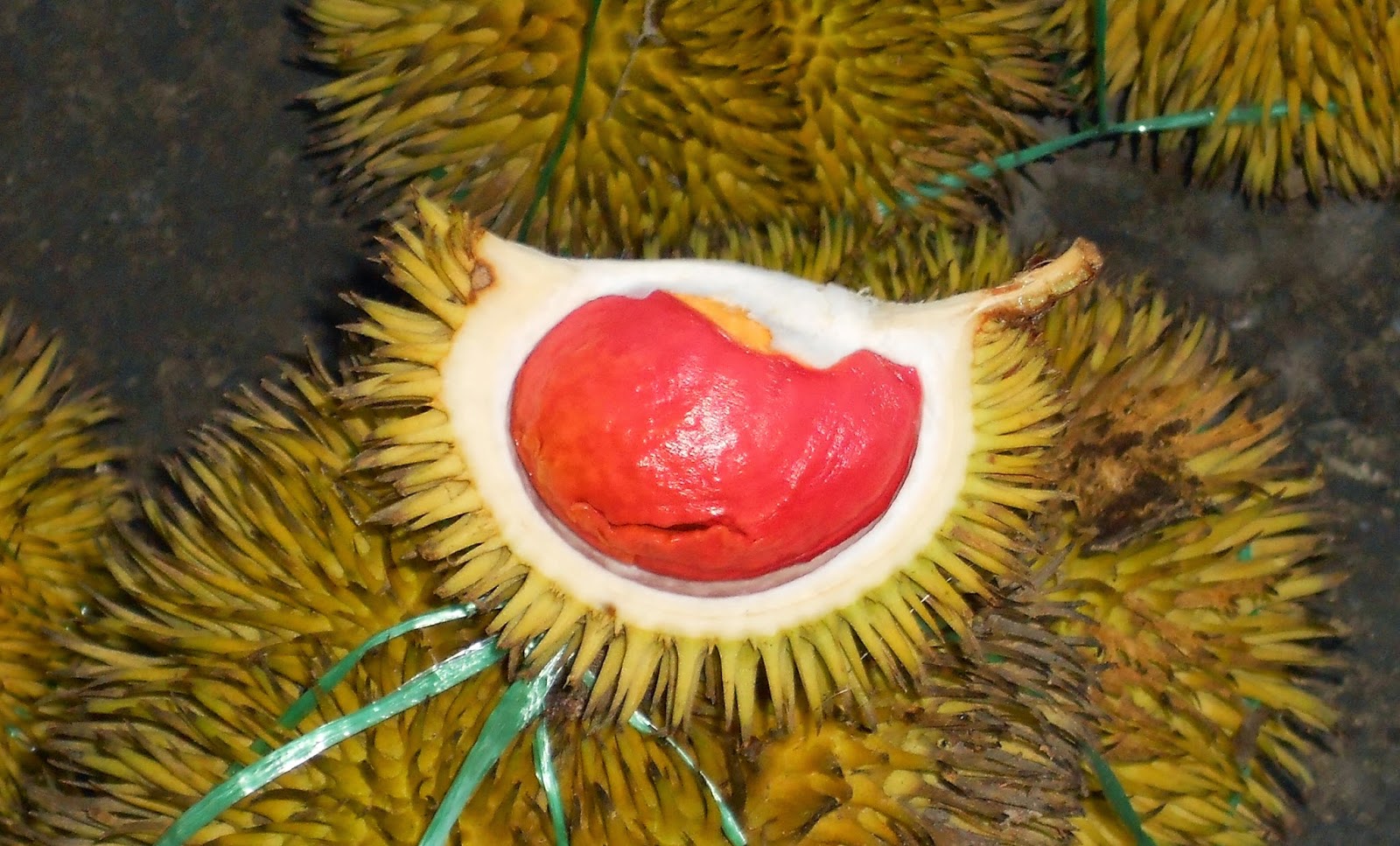 FREELITTLEBRAIN: Indigenous Durian in Sarawak