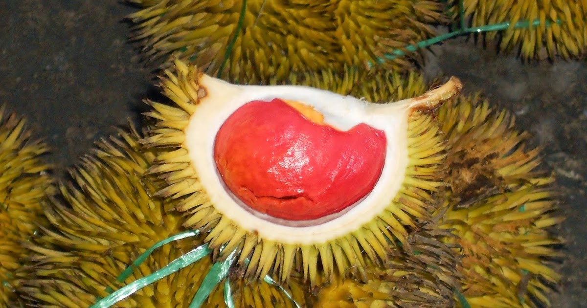 FREELITTLEBRAIN: Indigenous Durian in Sarawak