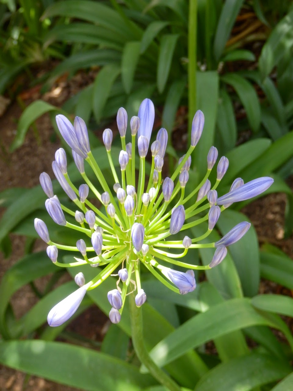 Mi mundo en fotos: Flor lila del Nilo o Agapanto (2)