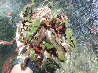 Plants in Its natural Habitat; Java ferns, Crypt. Affinis, Fissidens ...