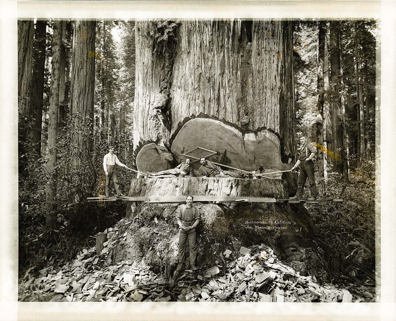 Terrierman's Daily Dose: Big Timber: When The Nation Was Young