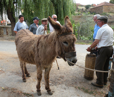 YAMABUSHI: OS BURROS DAI E OS DE MIRANDA - O MELHOR DE PORTUGAL