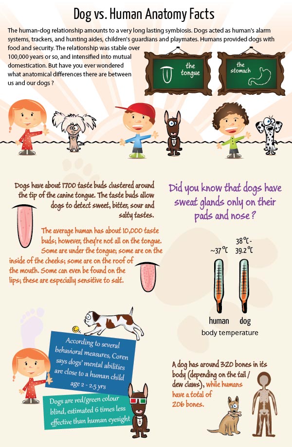 INFO - ANJING VS MANUSIA (2 BAHAGIAN) - 1 Malaysia