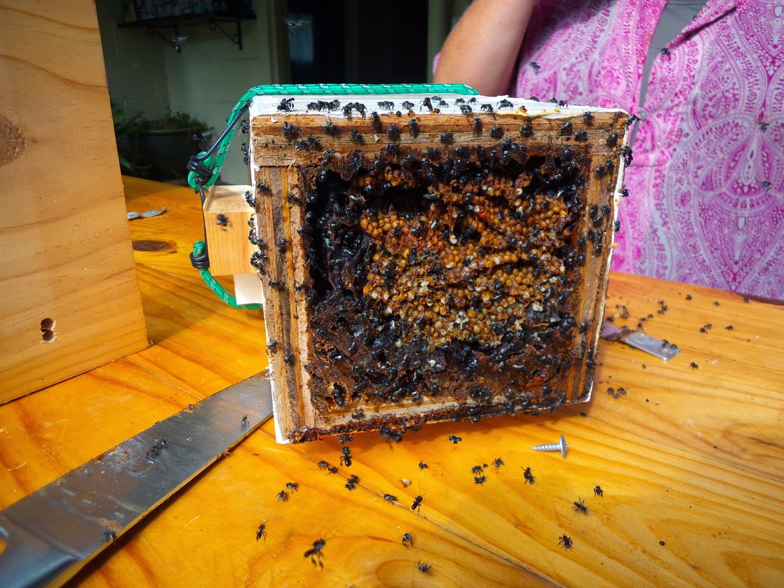Tetragonula Hockingsii native bee hive split..!