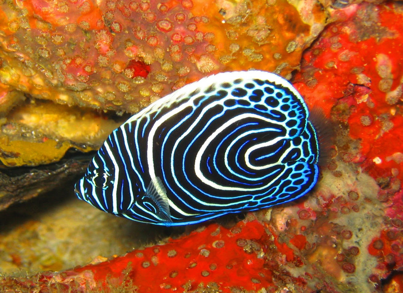 Top 15 Most Beautiful Fishes ~ Explore Amazing World
