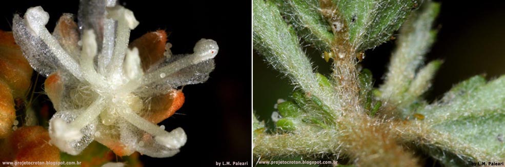 Projeto Croton: Nectários, Néctar e Teias Alimentares Croton ...