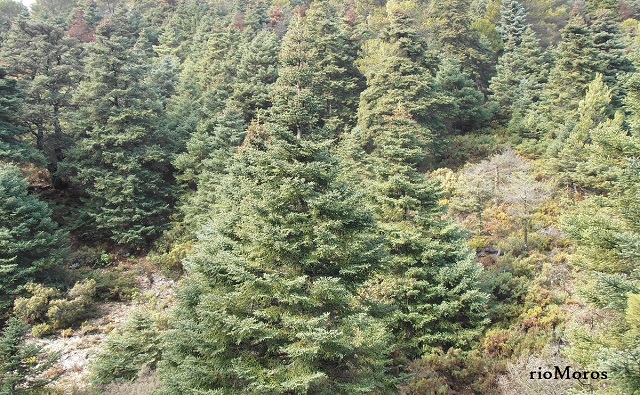 PINSAPO: Abies pinsapo | Plantas rioMoros