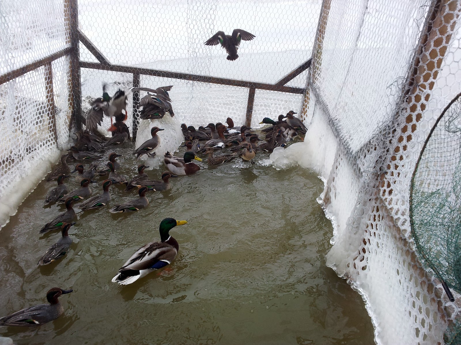 Lower Derwent Valley National Nature Reserve: 2012 Summary - An ...