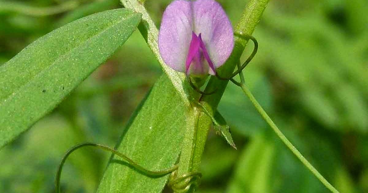 Medicinal Plants: Vicia sativa, Black-Pod Vetch, common vetch, narrow ...
