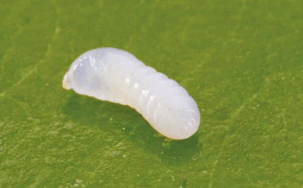 Meraup Untung Dari Beternak Kroto - INTERNET DAN BISNIS