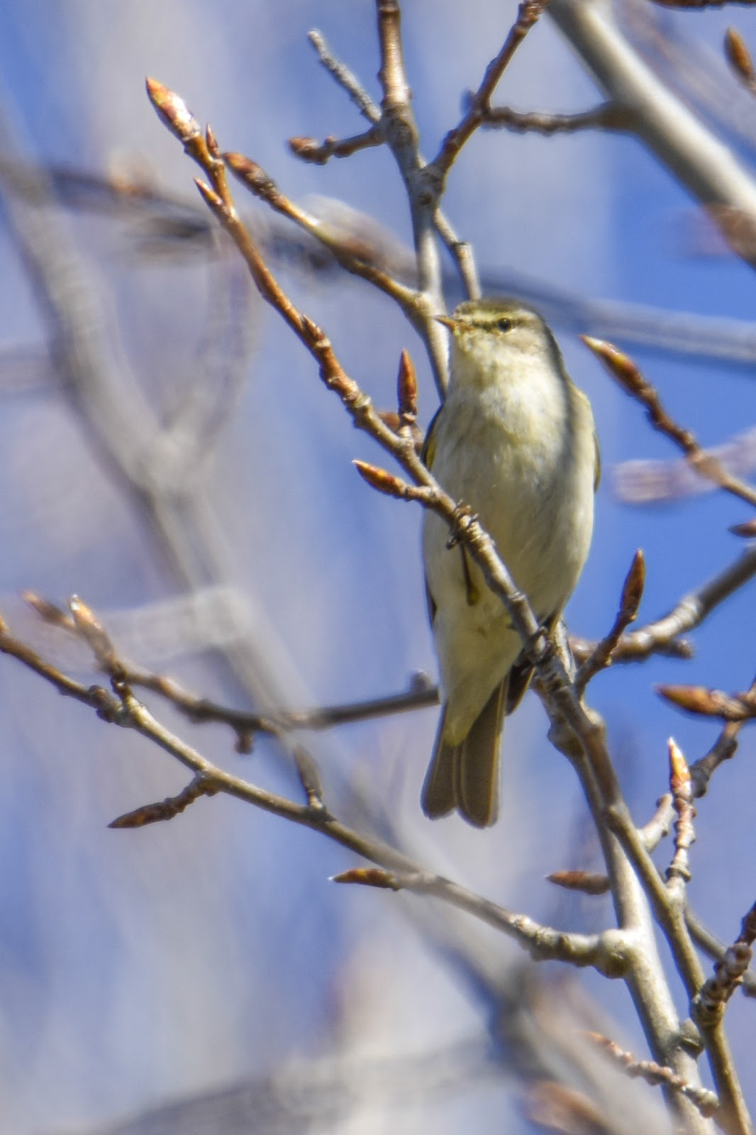 Suomalaista luontoa: PAJULINTU