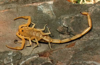 AKREP RESİMLERİ-Manzaralar