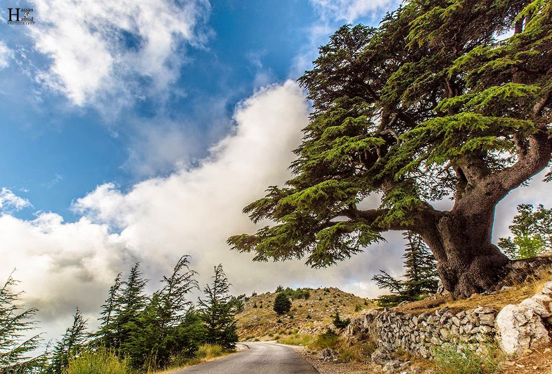 Environnement Liban Méditerranée- AFRIQUE: Le Liban que j’aime