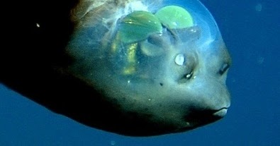 Karnegi: Рыба с прозрачной головой: Macropinna microstoma