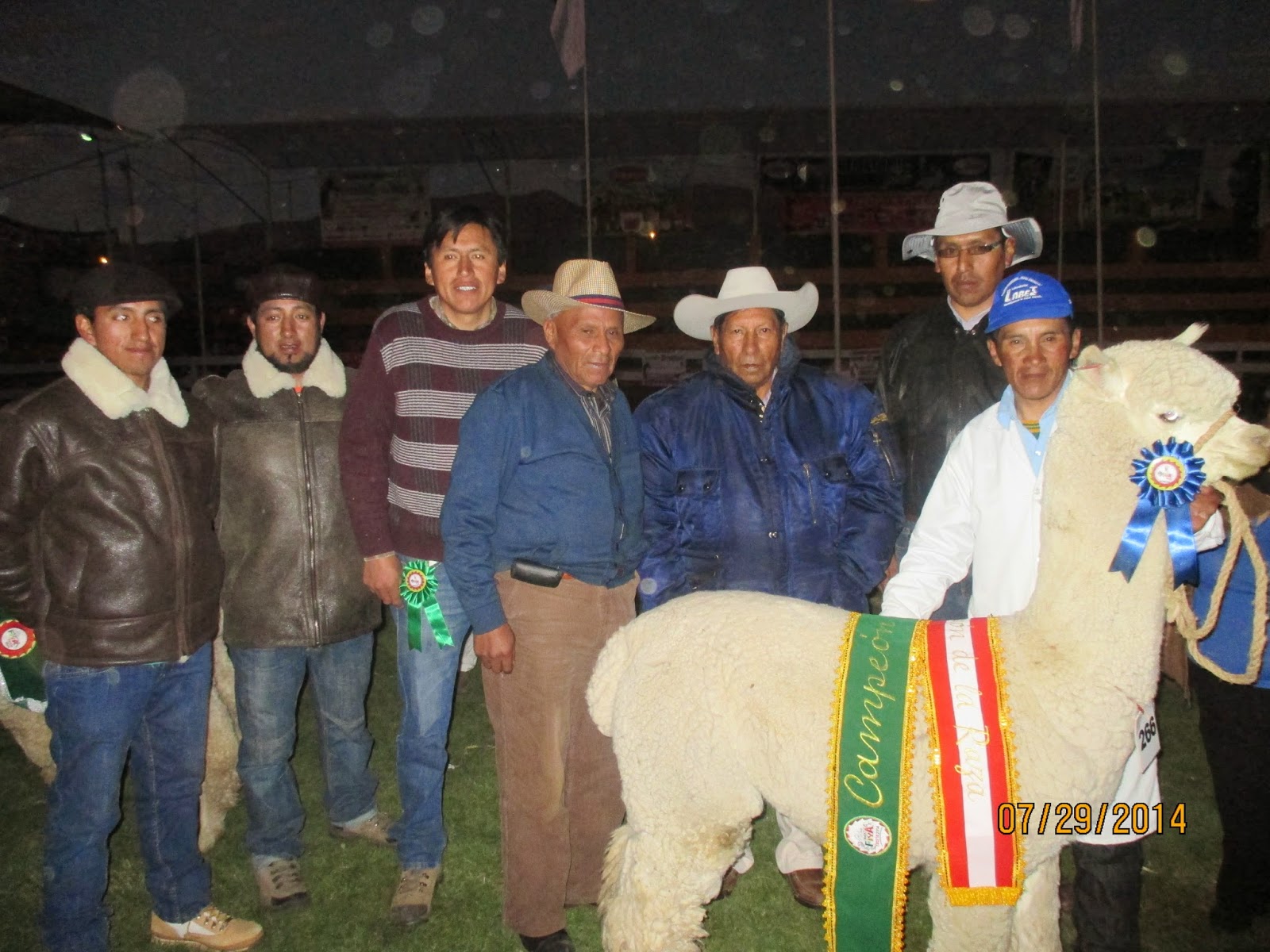 ALPACAS DE FERIA: ALPACA MACHO, CAMPEÓN DE LA RAZA - YAURIS 2014