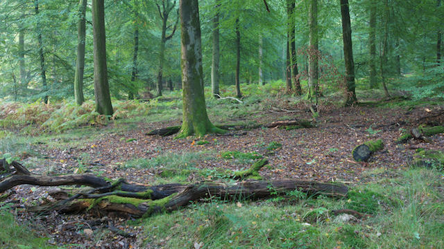 8th Colour Landscape Photography: Long Term Project - Oak woodland deadwood