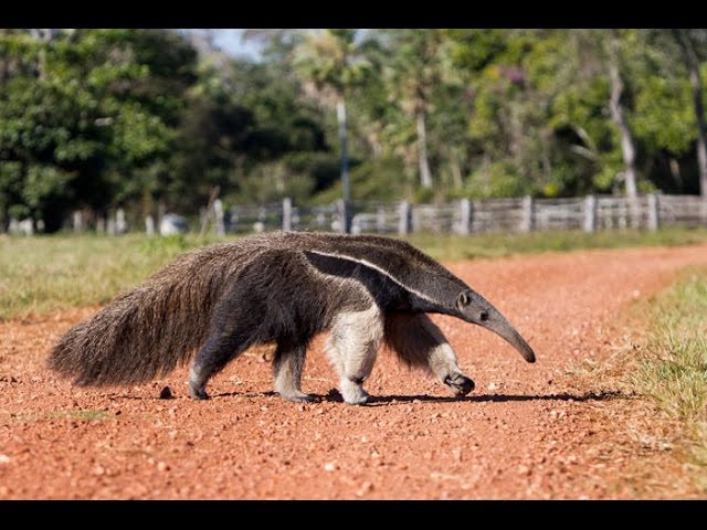 MERIDIJANI.BLOGSPOT.MK: Џиновски мравојед