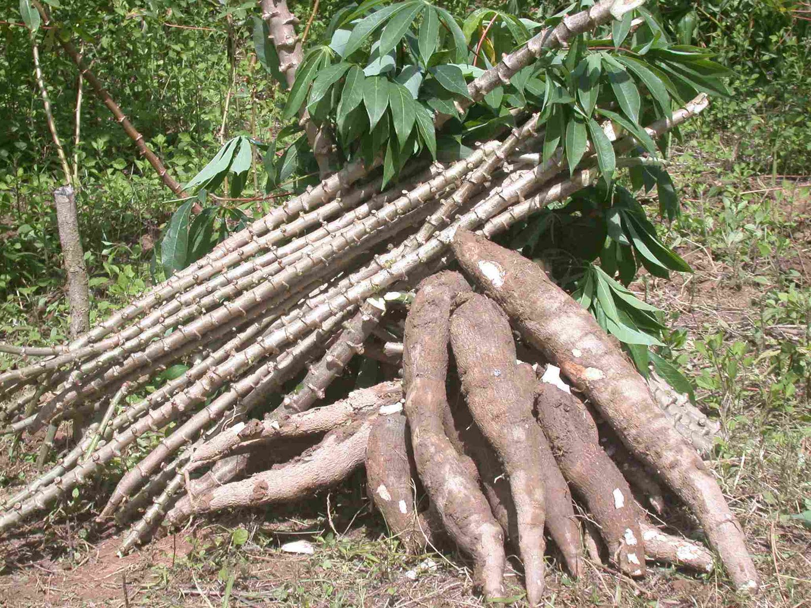 MR Cosméticos, Lingerie, Artesanato e muito mais: O alimento que virou ...