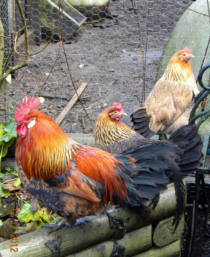 Viking Chickens in Canada