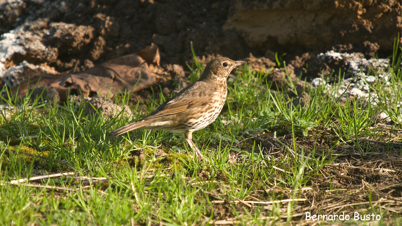 RÍA DE LA VILLA: Zorzales comunes
