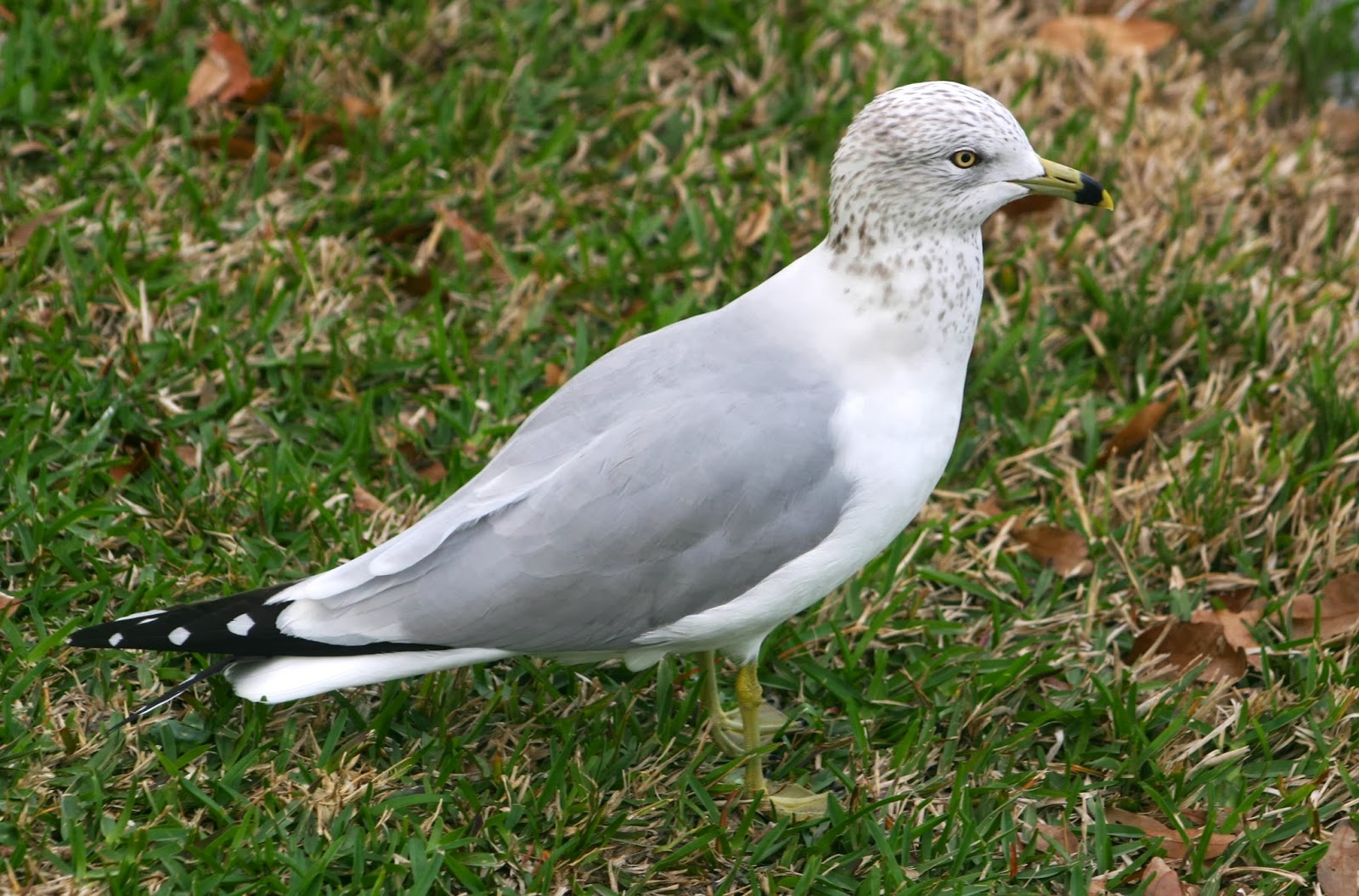 Cannundrums: Ring-Billed Gull
