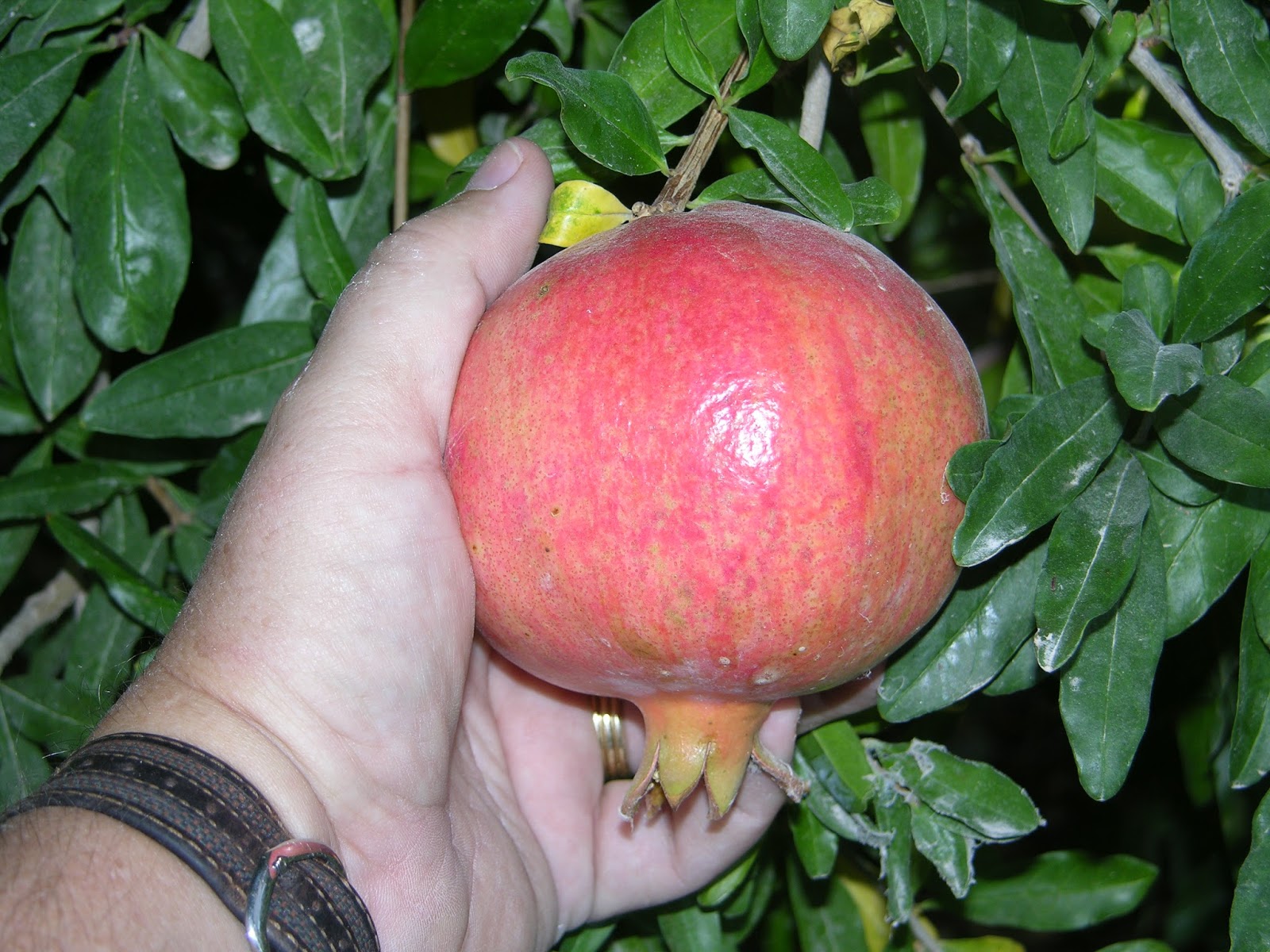 Xtremehorticulture of the Desert: Increasing Pomegranate Fruit Size