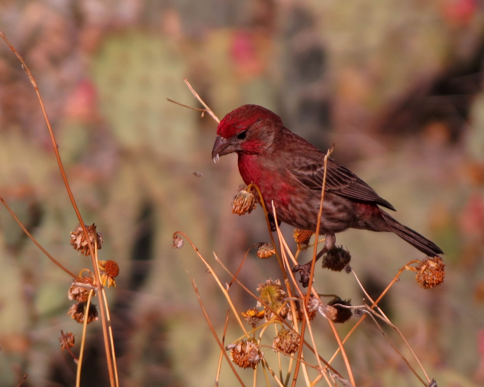 Desert Colors: June 2013
